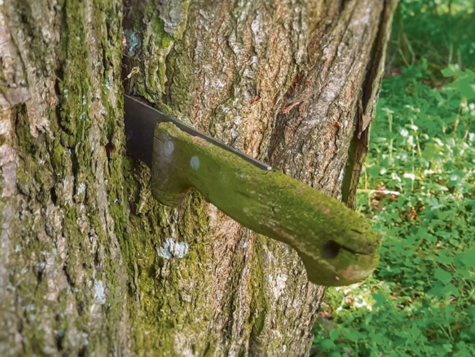 Tajemniczy nóż w drzewie